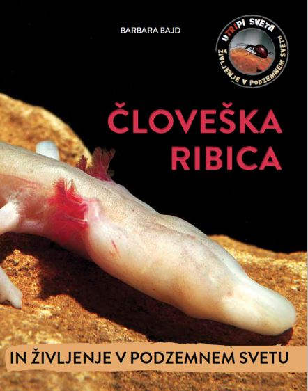 Človeška ribica in življenje v podzemnem svetu, kraški svet | Knjiga ...