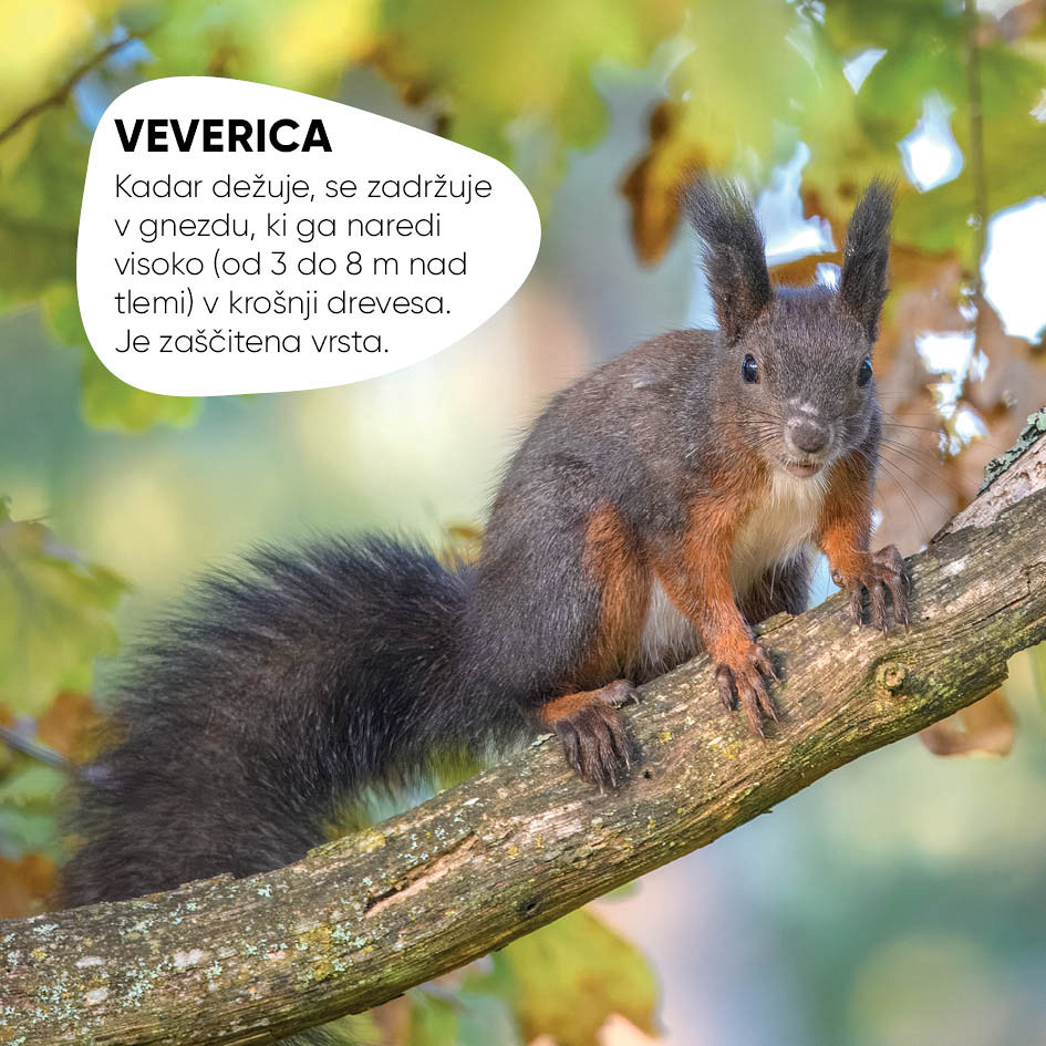 Spoznaj slovenske gozdne živali | Knjiga avtorja Sandra Pohole